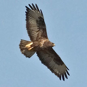 La Buse Variable Buteo Buteo 