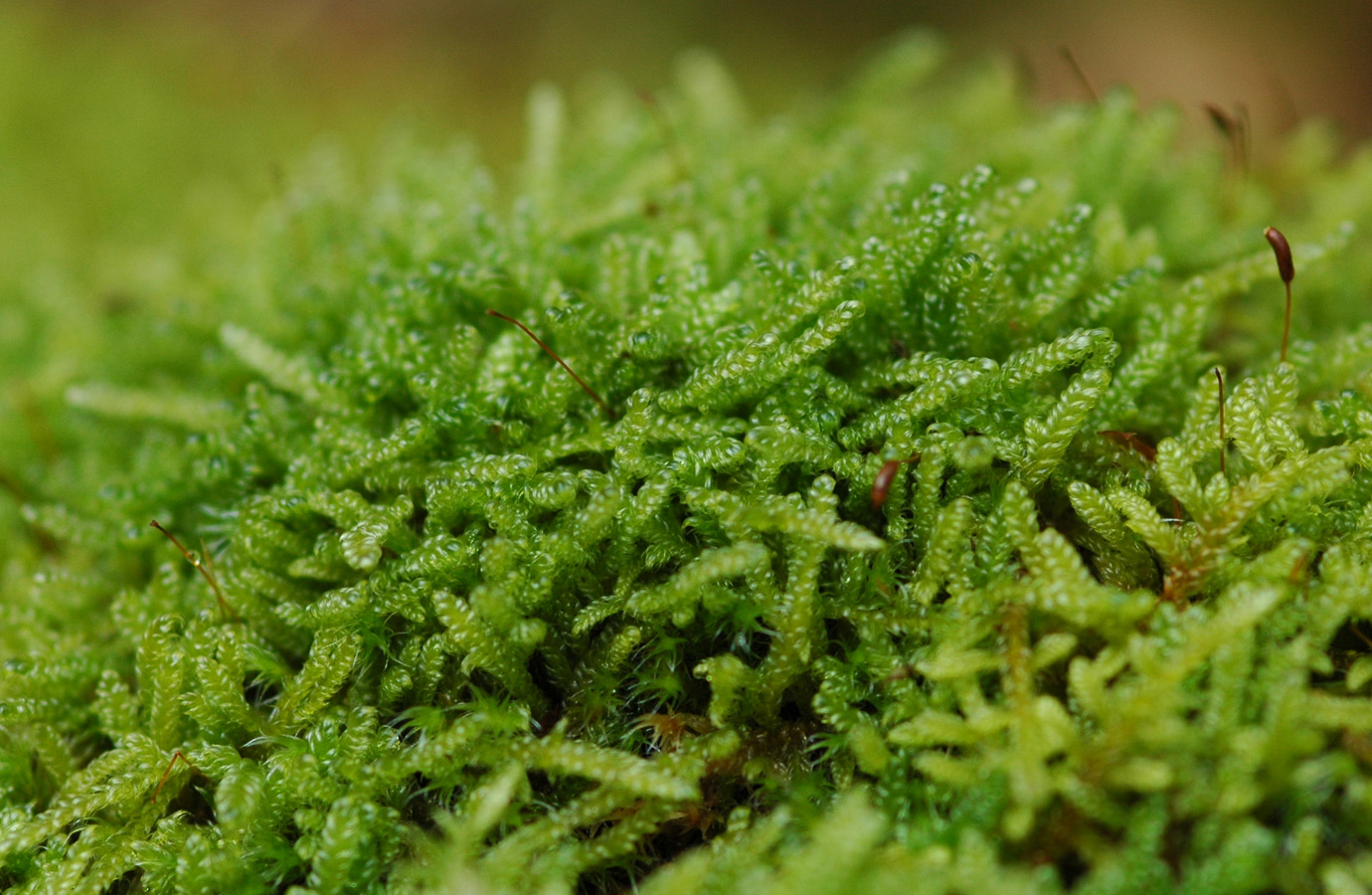 L'hypne cyprès (Hypnum cupressiforme)